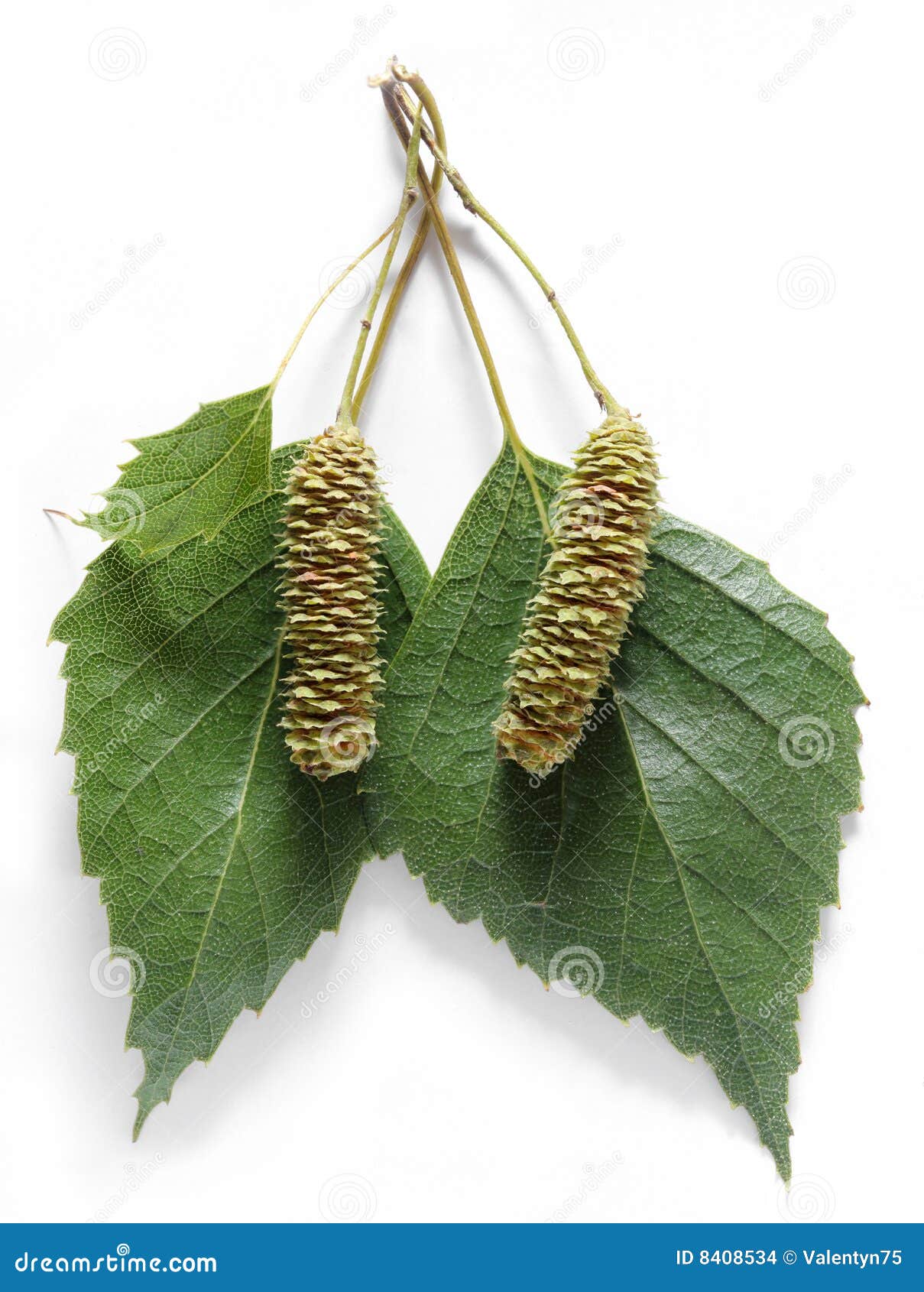 Seme della betulla fotografia stock. Immagine di betulla - 8408534