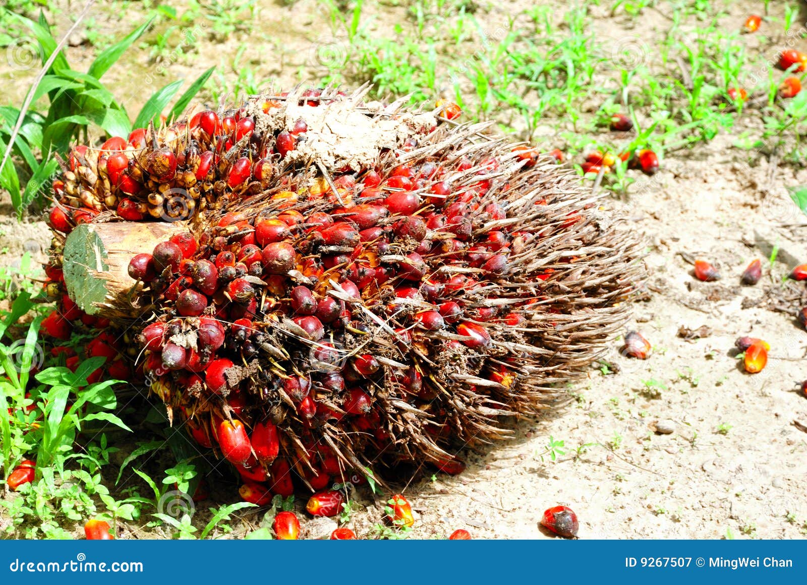 Seme della palma da olio immagine stock. Immagine di prezzo - 9267507