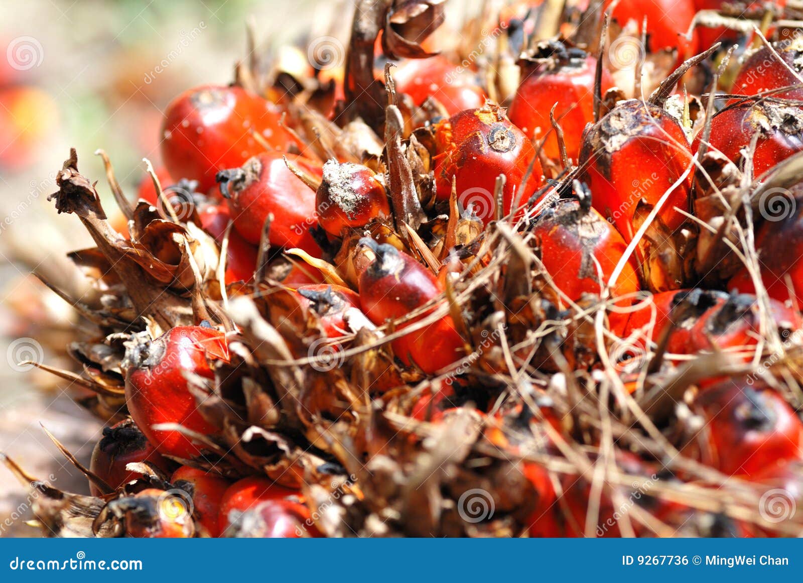 Seme della palma da olio fotografia stock. Immagine di albero - 9267736