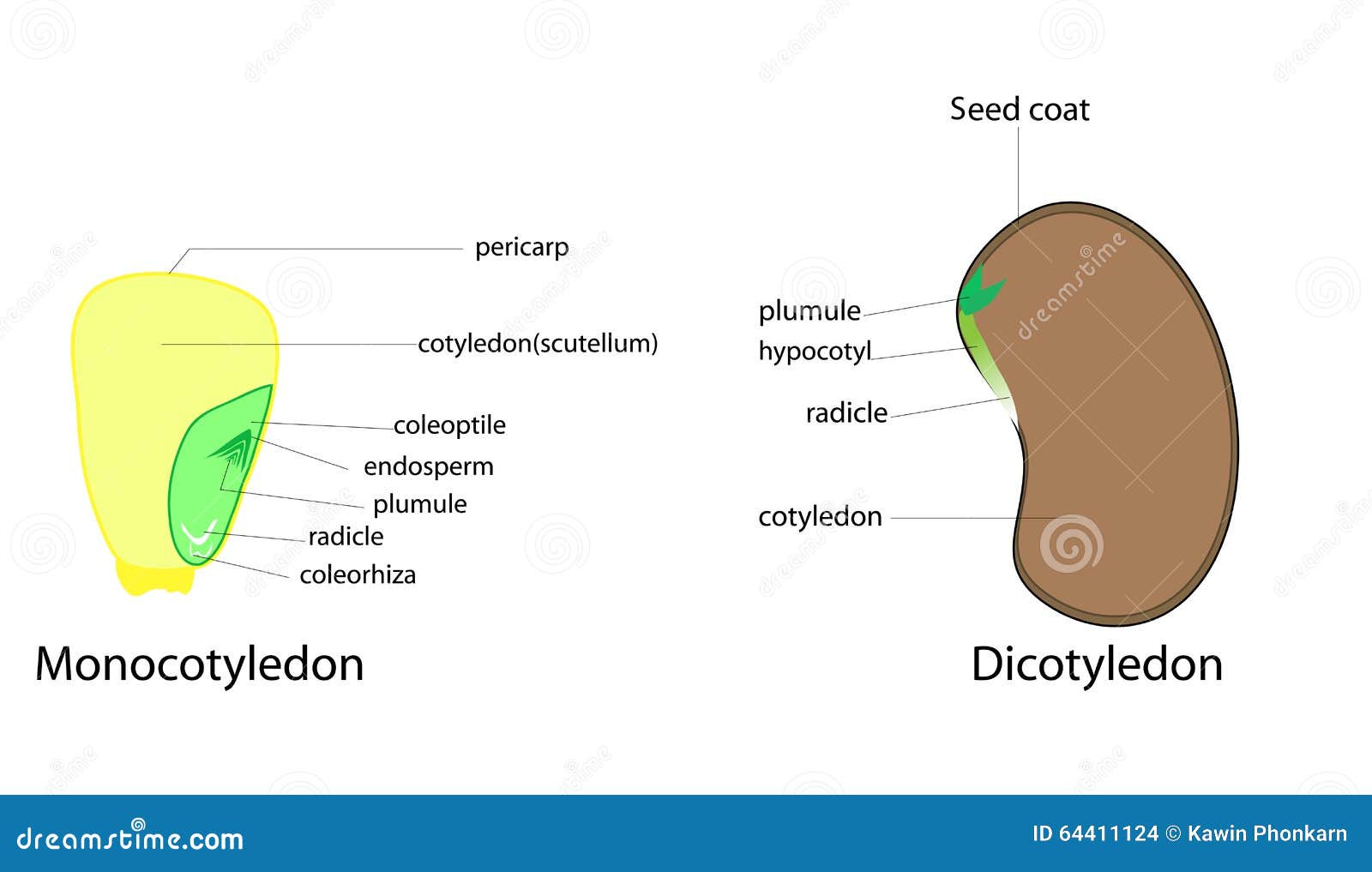 Seme della pianta illustrazione vettoriale. Illustrazione di formazione ...
