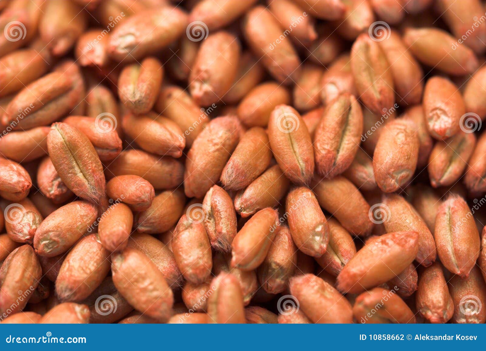 Seme Della Semina Del Frumento Fotografia Stock - Immagine di ...