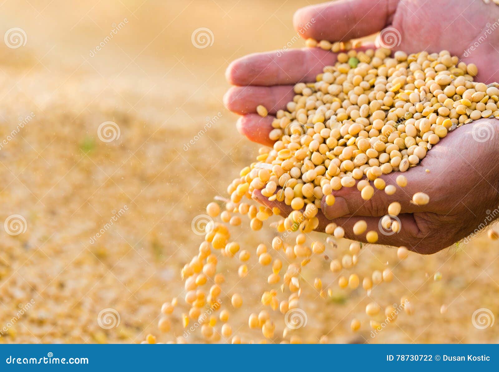 Seme Della Soia in Mani Dell'agricoltore Fotografia Stock - Immagine di ...