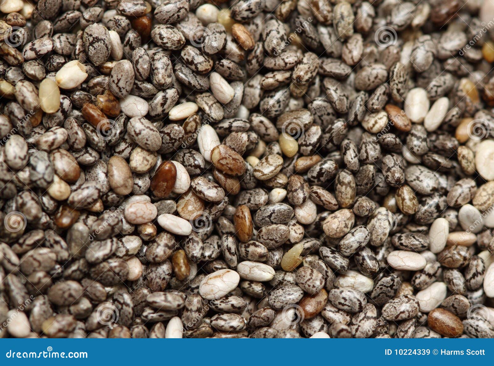 Seme di Chia immagine stock. Immagine di organico, alimento - 10224339