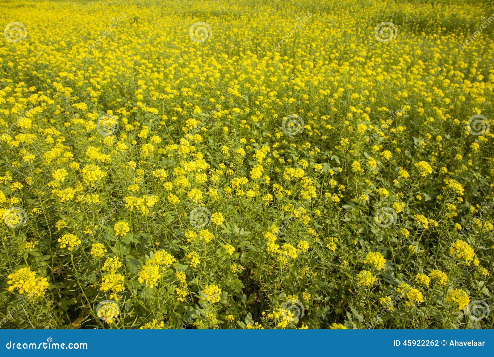 Seme Di Senape Giallo Nel Campo Fotografia Stock - Immagine di ...