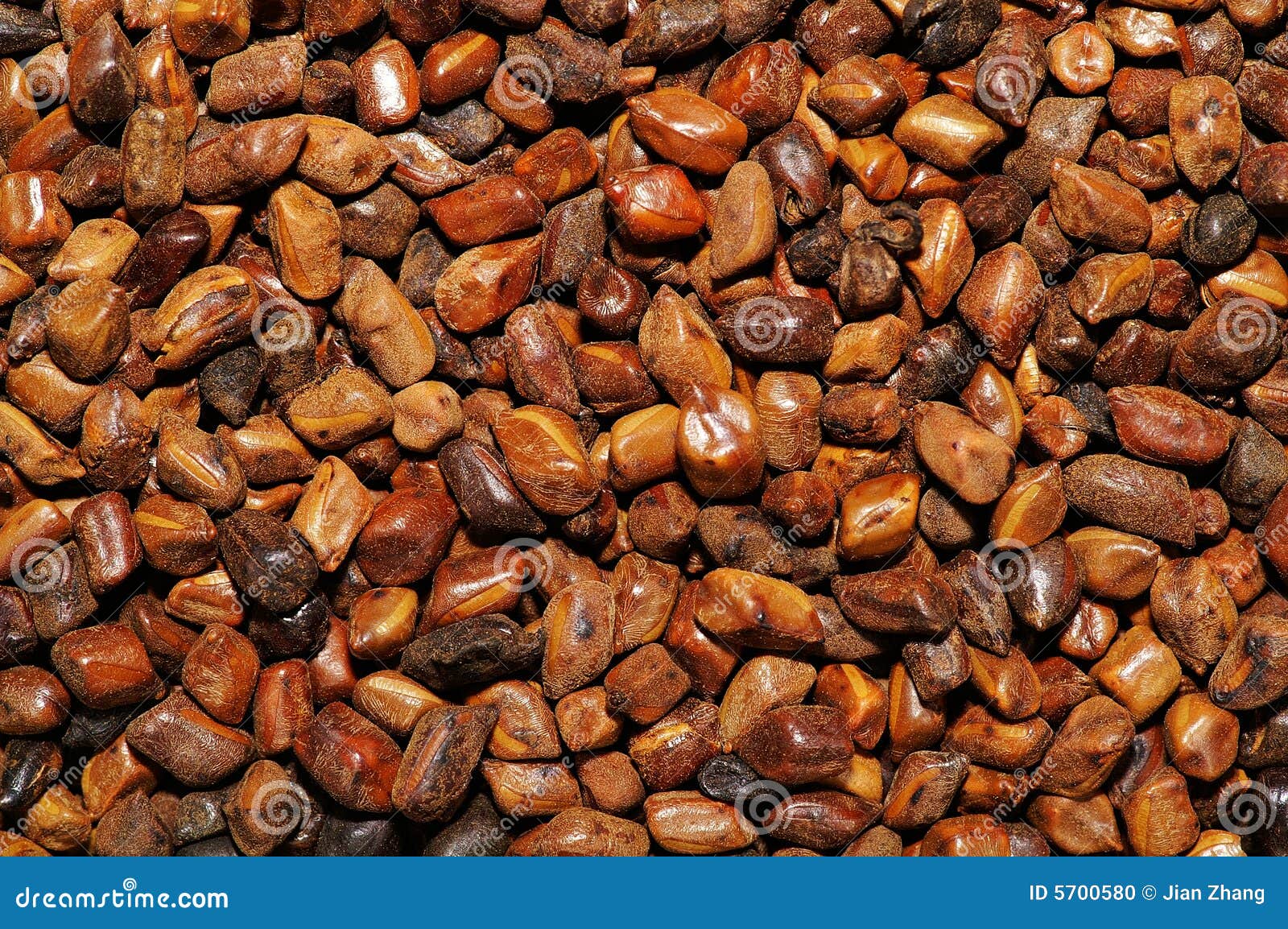 Semen Cassia Seeds stock photo. Image of fall, dried, medicine - 5700580