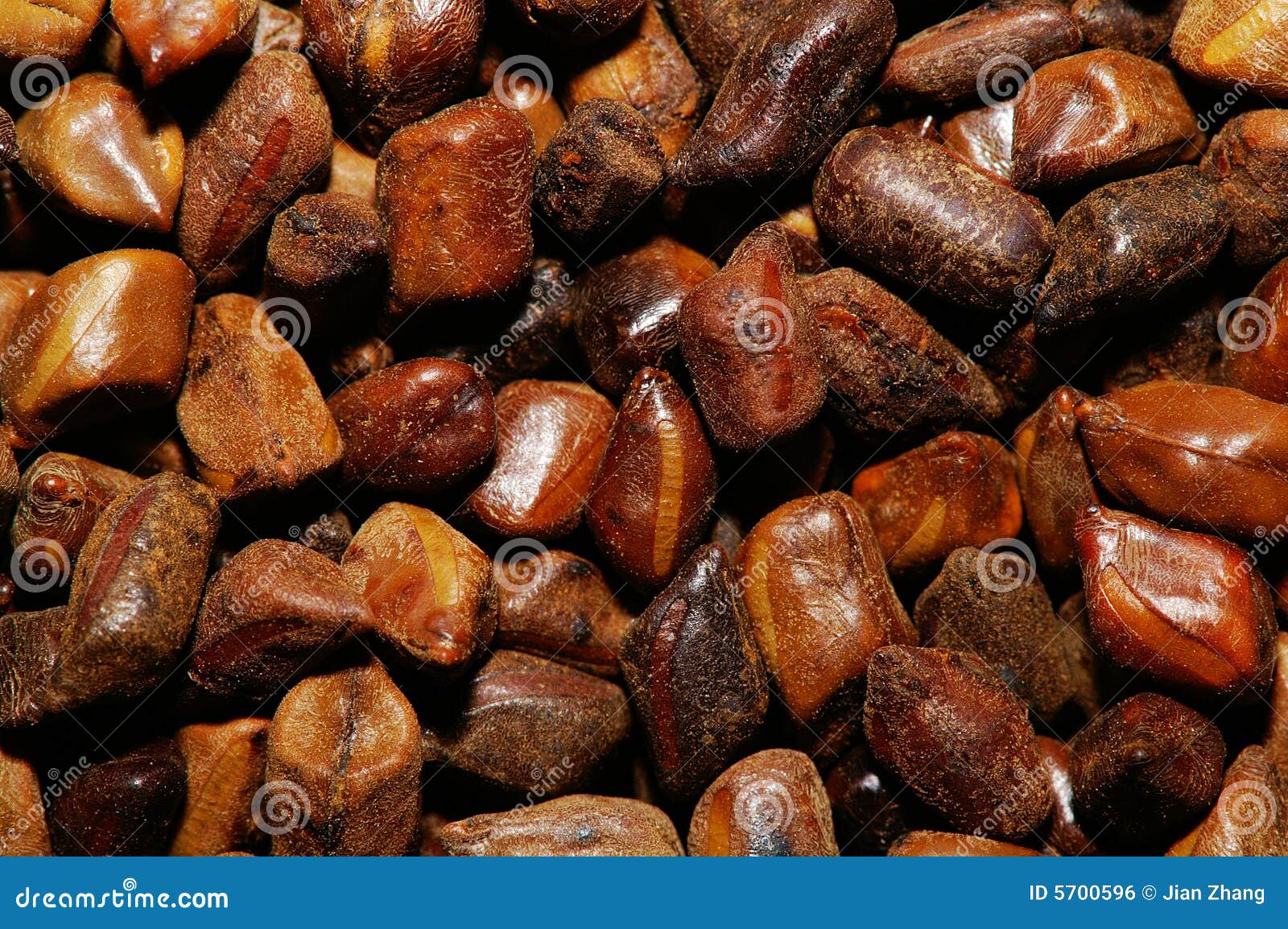 Semen Cassia Seeds stock photo. Image of condiment, medicine - 5700596