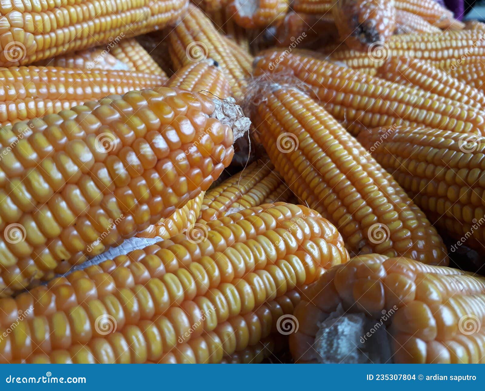 Semences De Maïs De Choix à Utiliser Comme Semences De Qualité Photo ...
