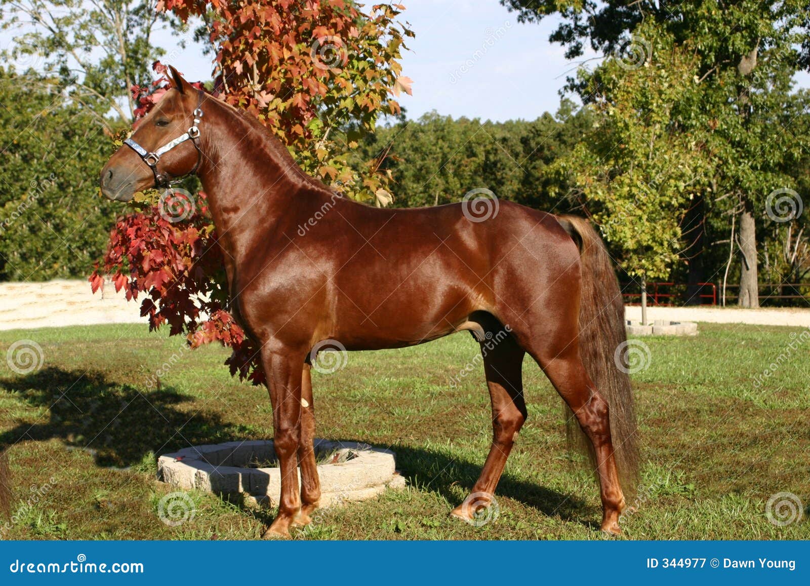 Semental imagen de archivo. Imagen de potras, semental - 344977