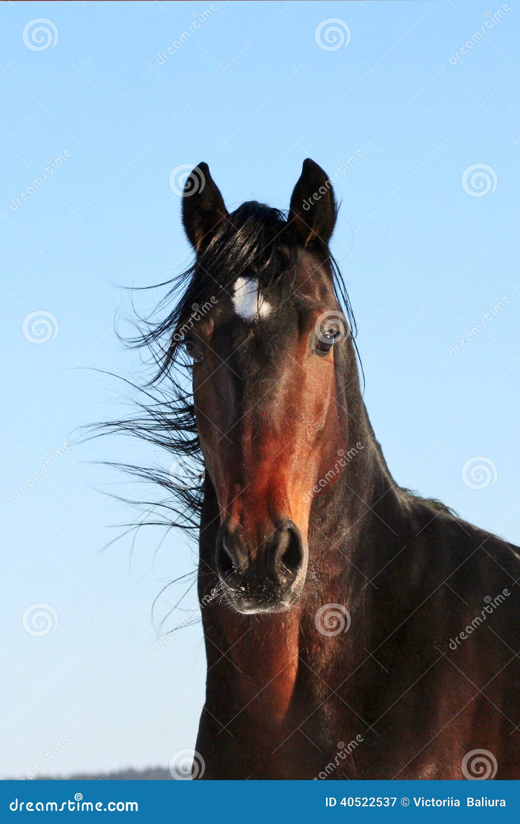 Semental de la bahía imagen de archivo. Imagen de alzado - 40522537