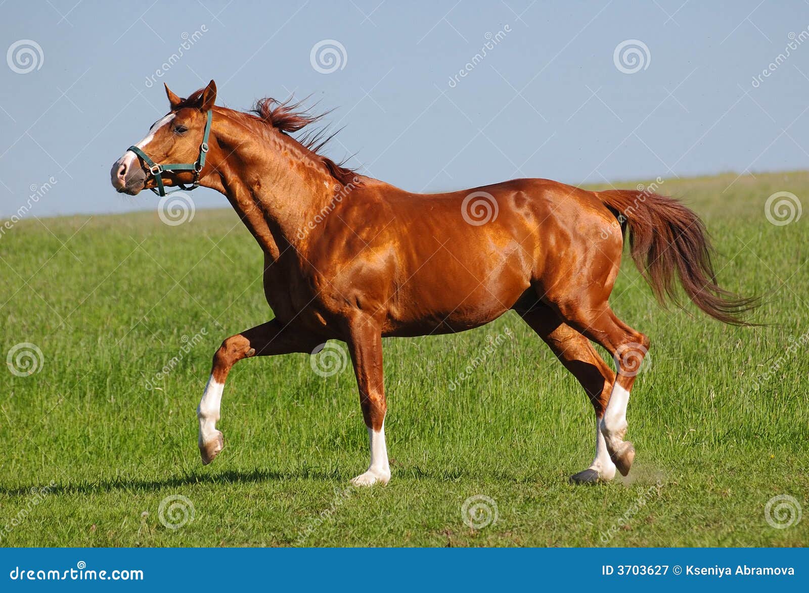Semental Del Alazán De Trakehner Imagen de archivo - Imagen de color ...