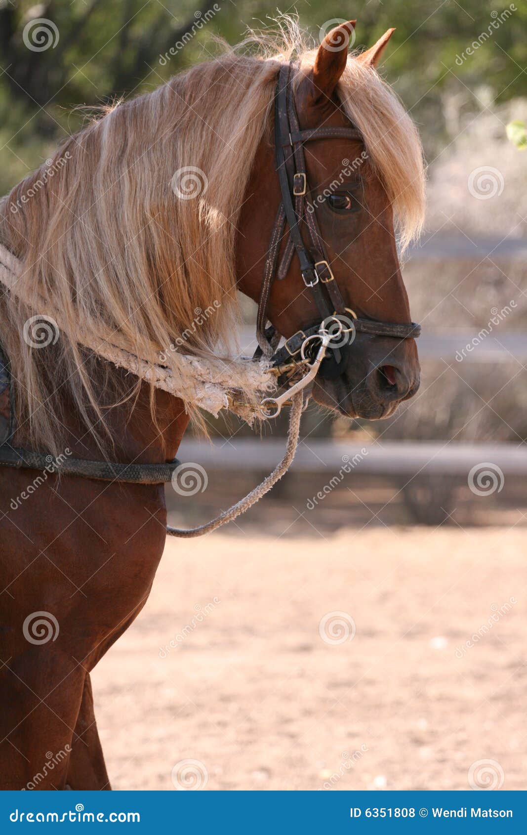 Semental joven foto de archivo. Imagen de manada, nupcial - 6351808