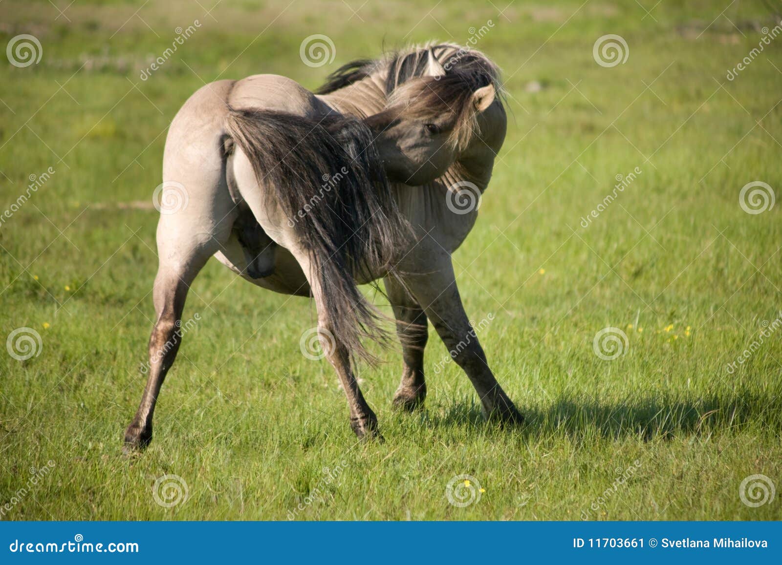 Semental salvaje imagen de archivo. Imagen de melena - 11703661