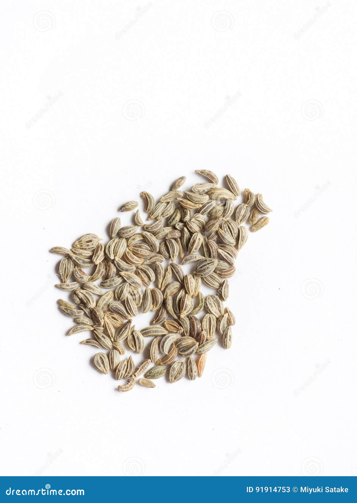 Semente da salsa italiana imagem de stock. Imagem de comer - 91914753