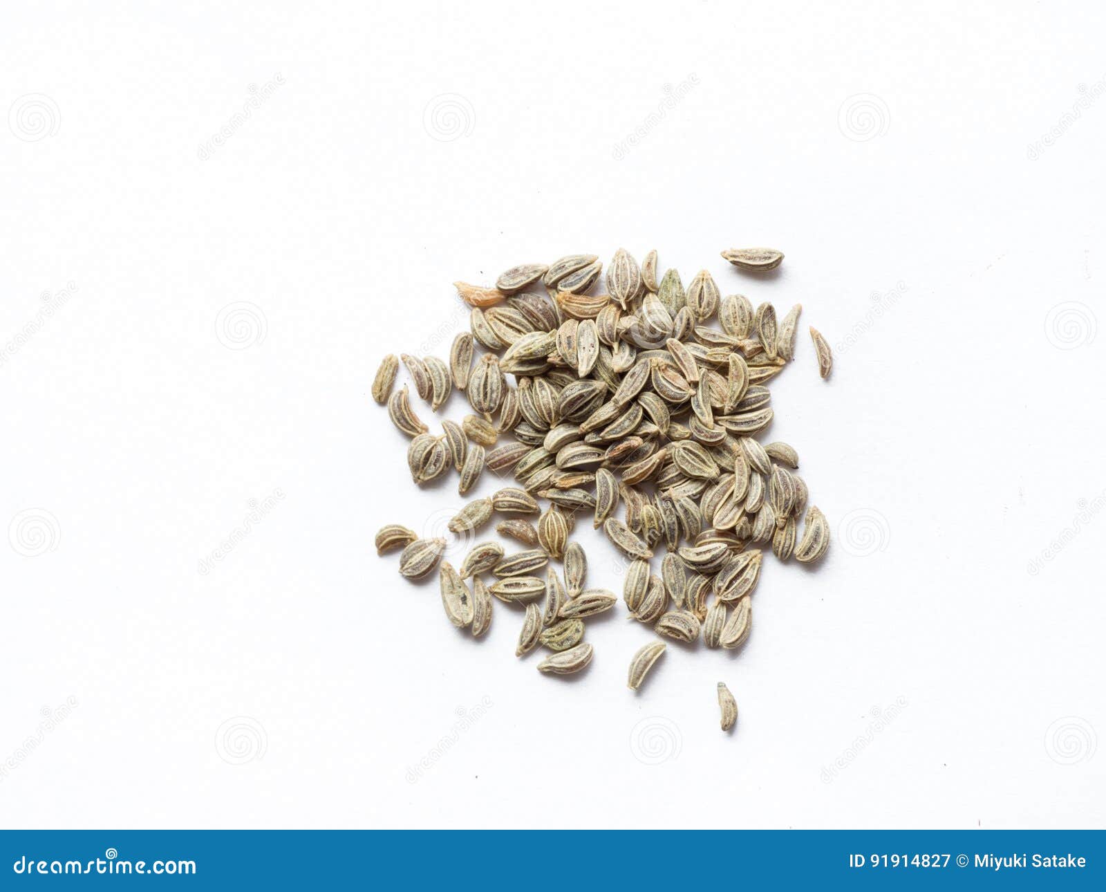 Semente da salsa italiana imagem de stock. Imagem de grupo - 91914827