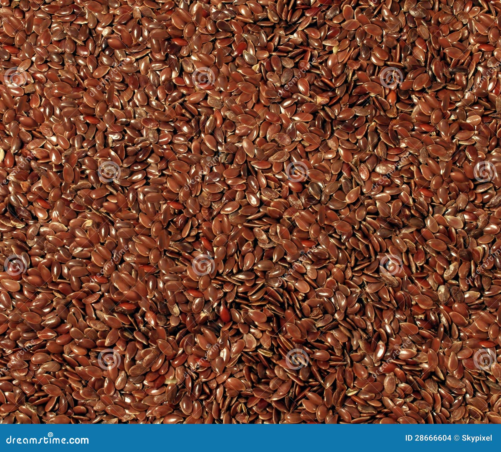 Semente de linho foto de stock. Imagem de linho, geneticamente - 28666604