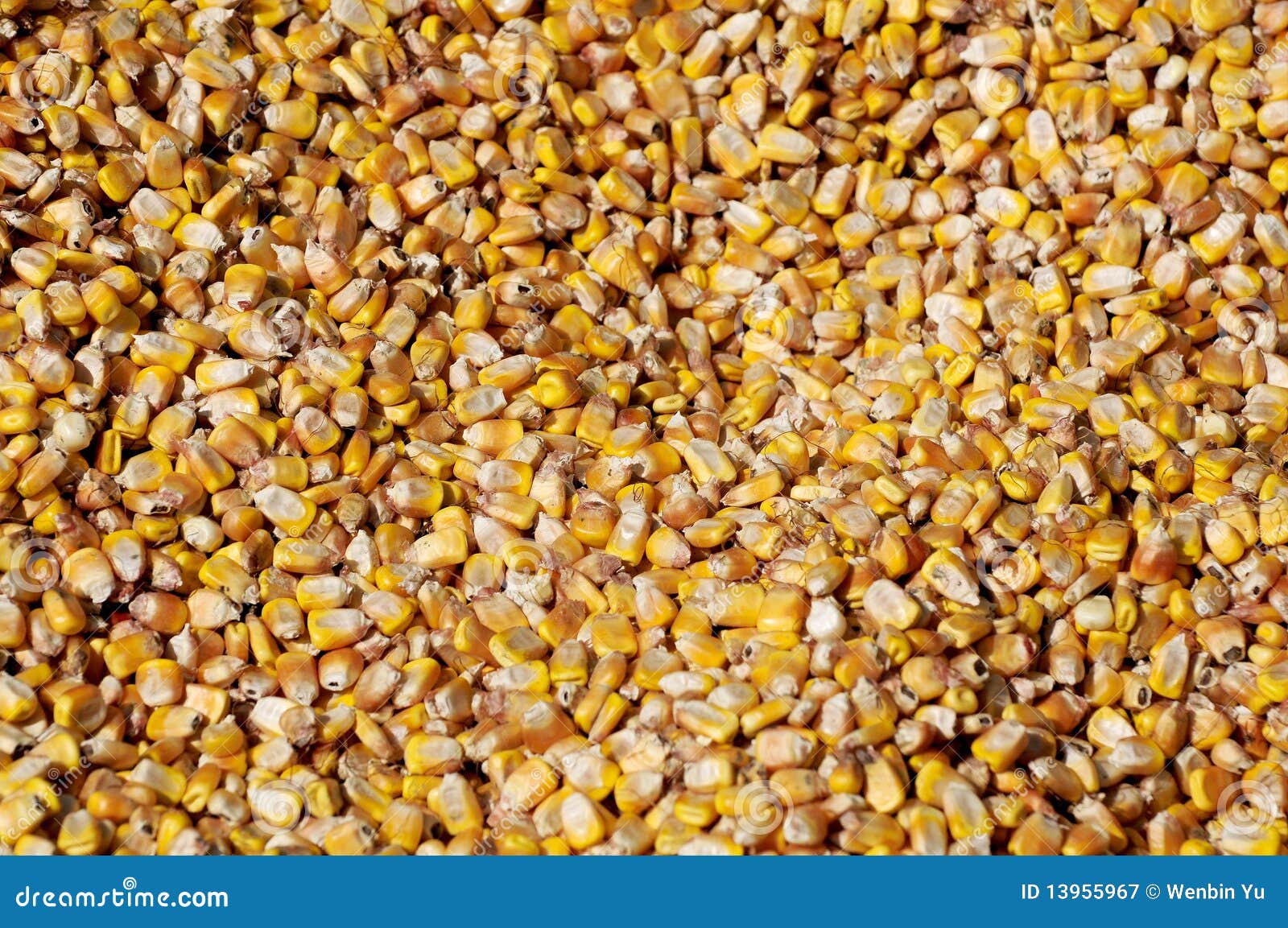 Semente do milho imagem de stock. Imagem de naughty, milho - 13955967
