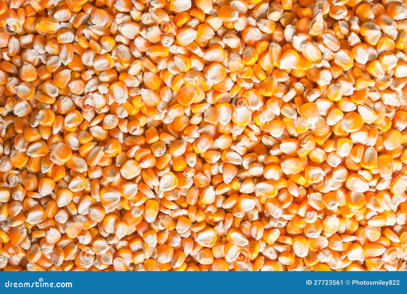 Semente do milho imagem de stock. Imagem de amarelo, milho - 27723561