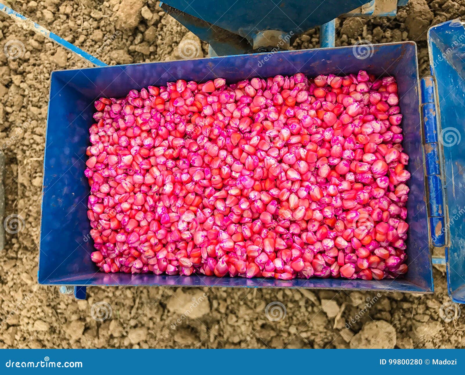 Semente Do Milho Tratada Quimicamente Foto de Stock - Imagem de textura ...