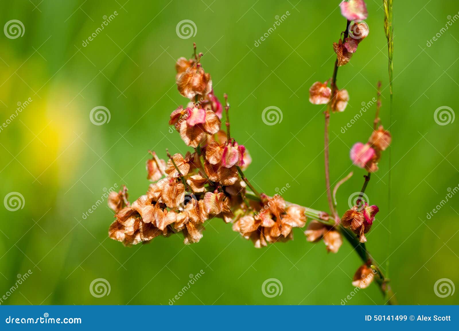 Sementes Da Azeda Comum Do Retrato Da Planta Imagem de Stock - Imagem ...