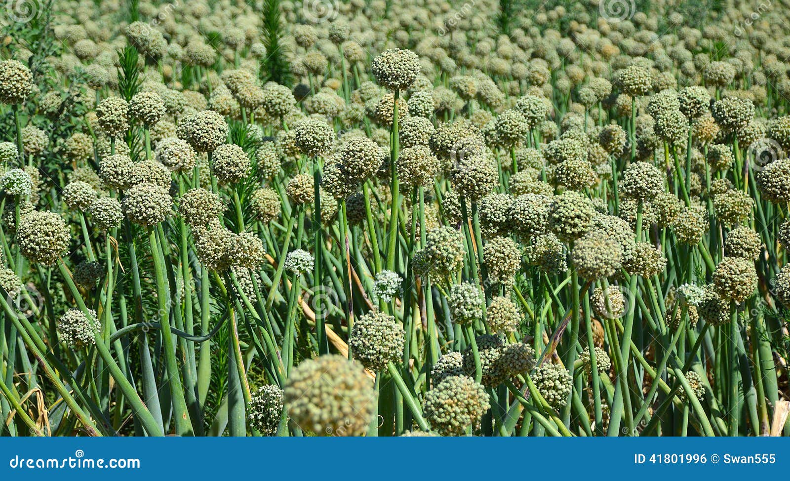 Sementes da cebola verde foto de stock. Imagem de ecologia - 41801996