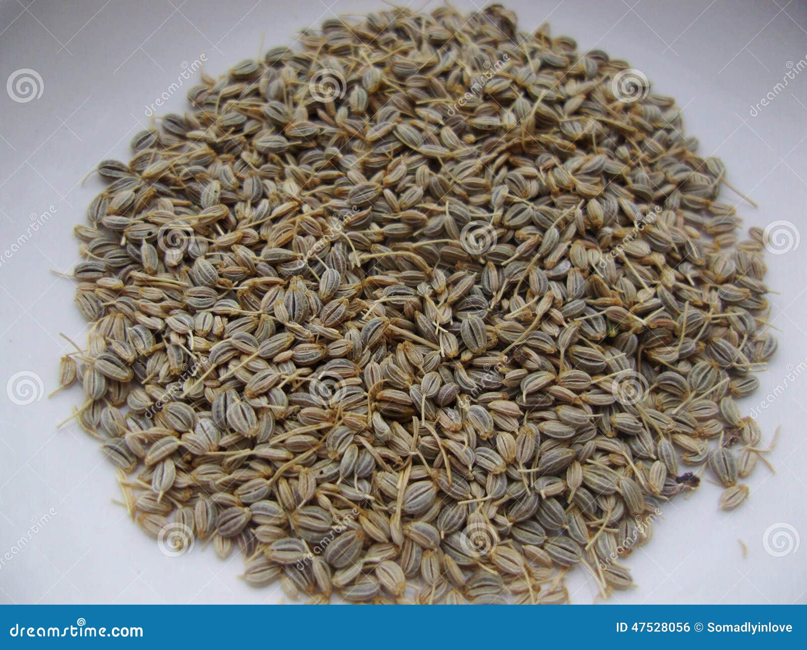 Sementes da salsa foto de stock. Imagem de mostly, visto - 47528056