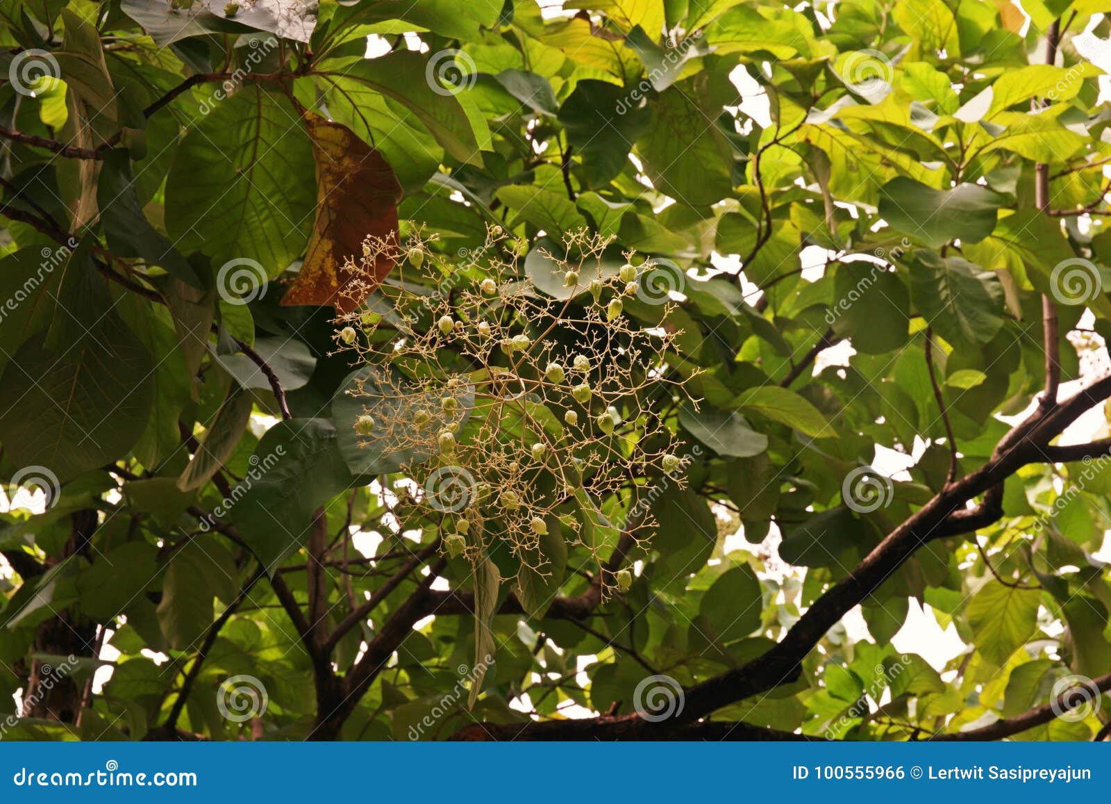 Sementes da teca foto de stock. Imagem de tropical, teca - 100555966
