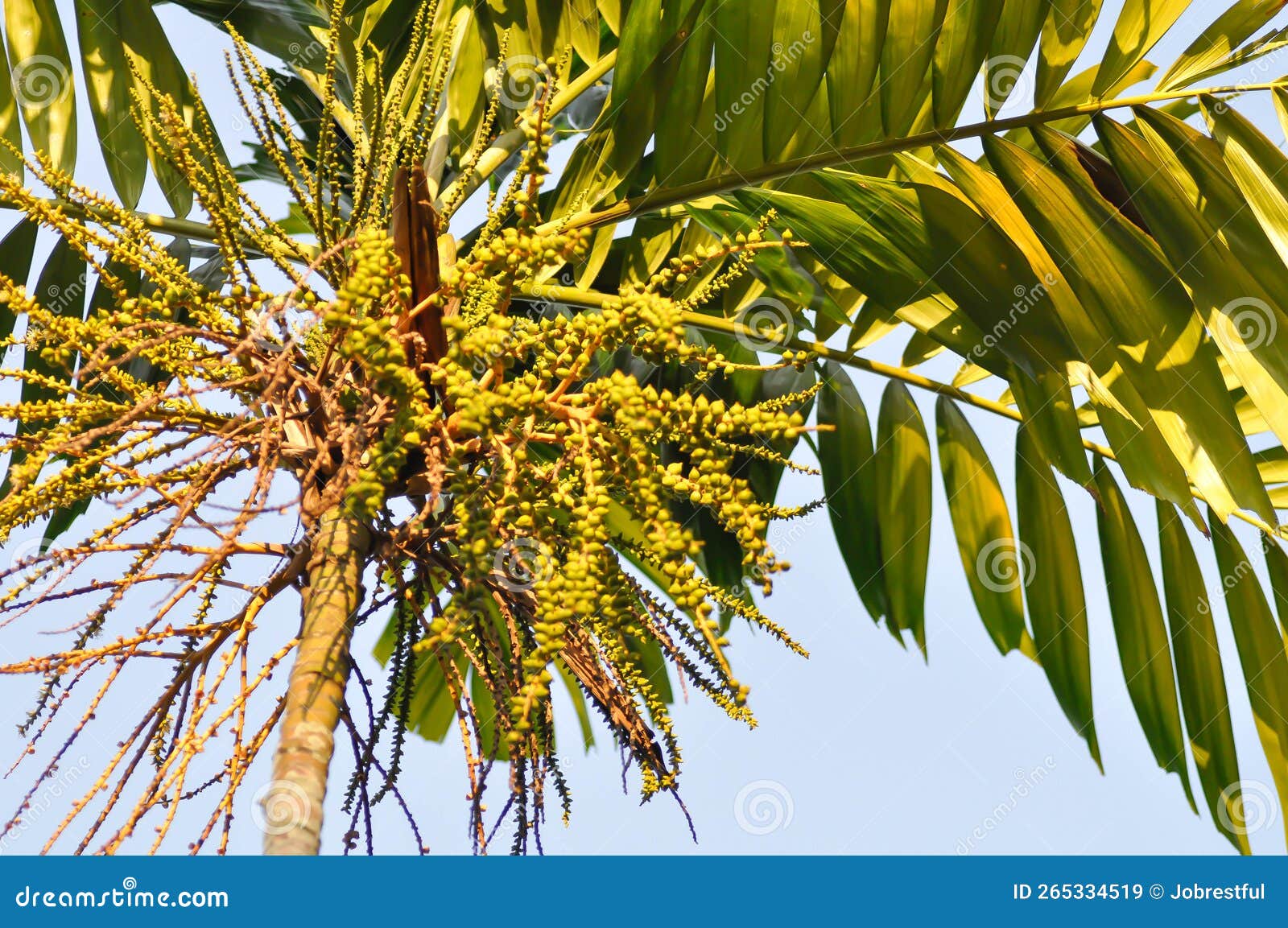 Sementes De Betel Palm Ou De Betel Nut Areca Palm Ou Areca Catechu Linn ...