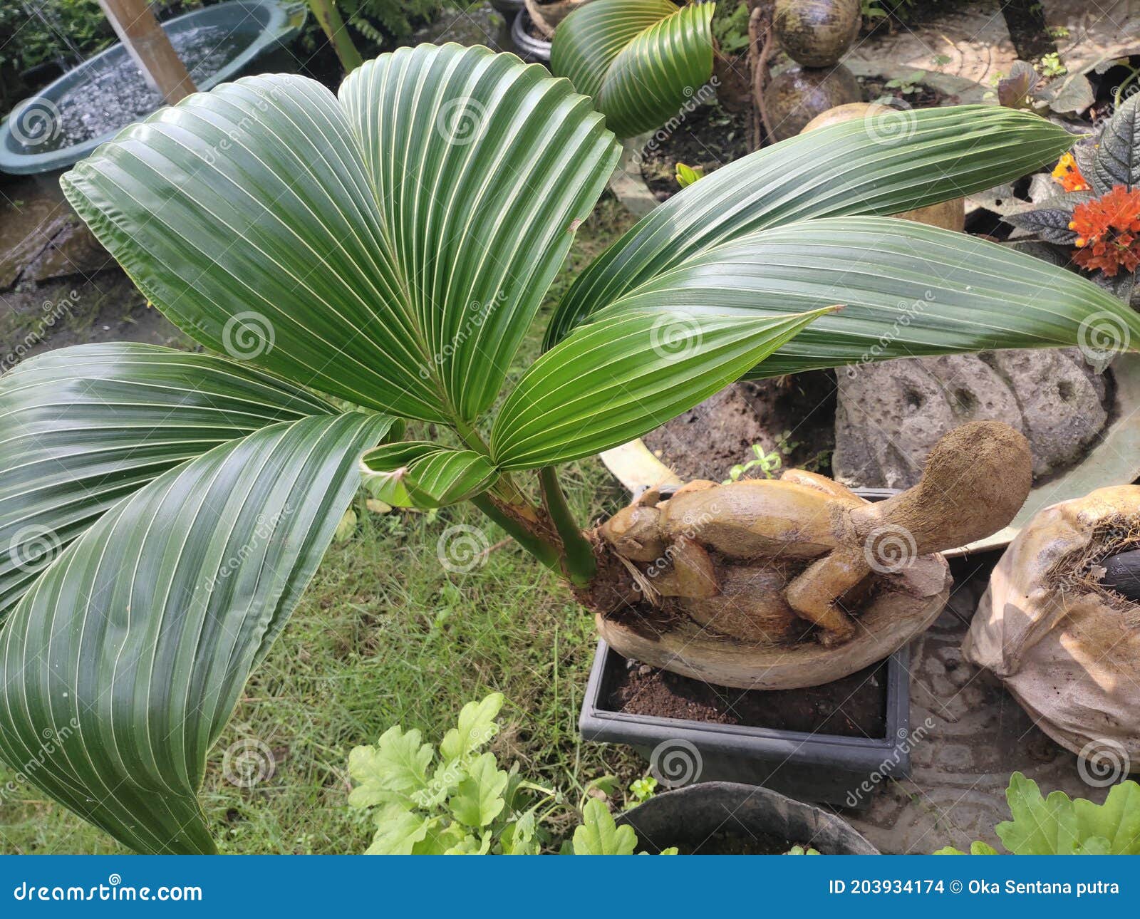 Sementes De Coco Em Vasos Decorados Com Esquilos Esculpidos Foto de ...