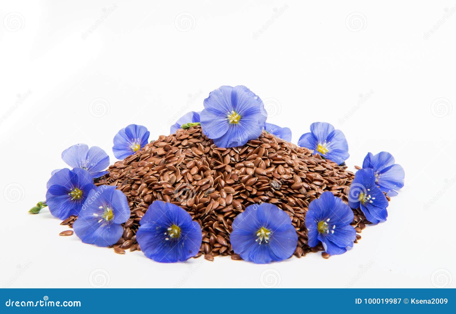 Sementes De Linho Com a Flor Do Linho Isolada Imagem de Stock - Imagem ...