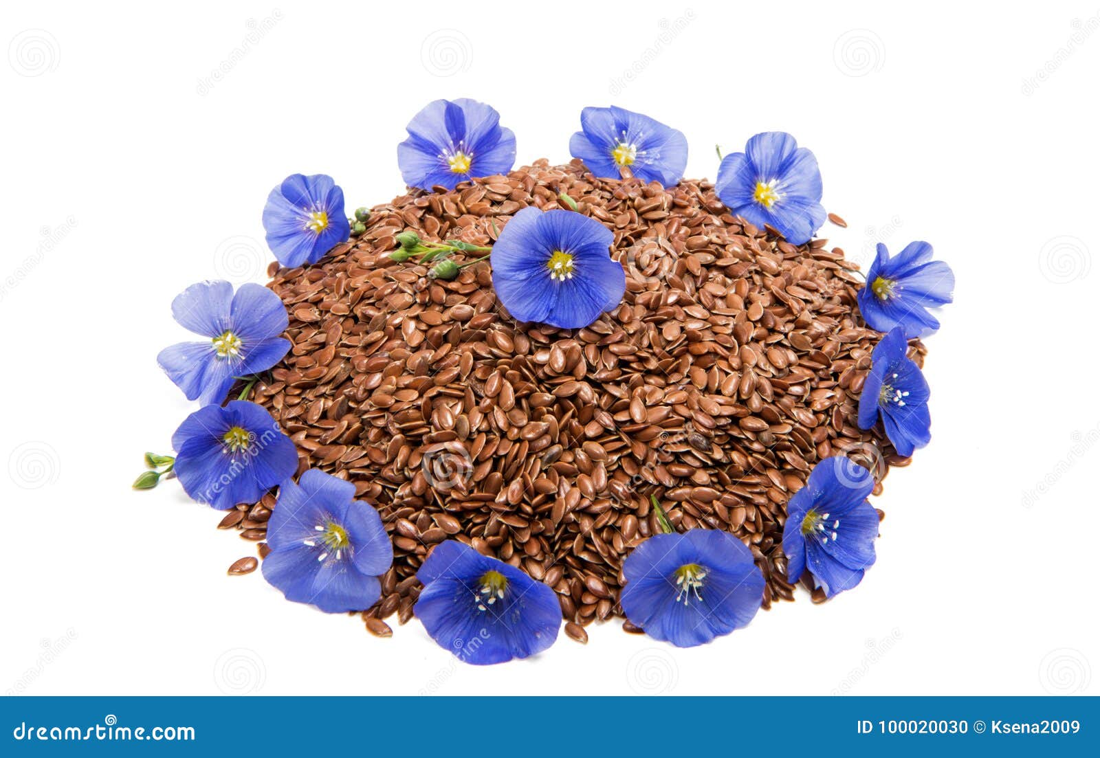 Sementes De Linho Com a Flor Do Linho Isolada Foto de Stock - Imagem de ...