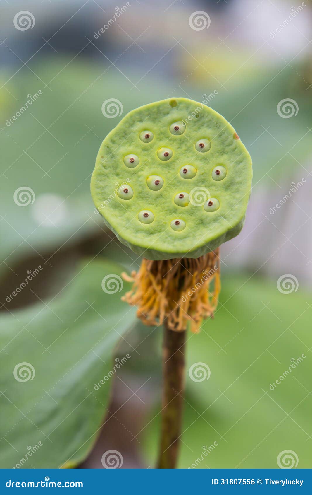 Sementes de Lotus foto de stock. Imagem de folha, haste - 31807556