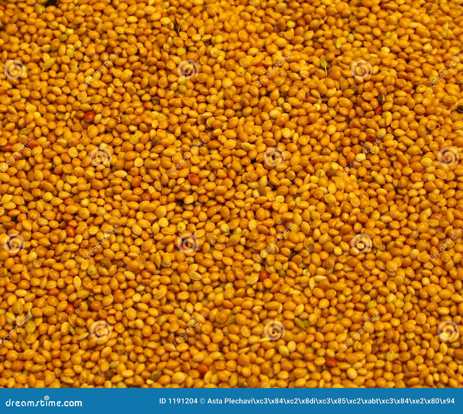 Sementes de mostarda foto de stock. Imagem de redondo - 1191204