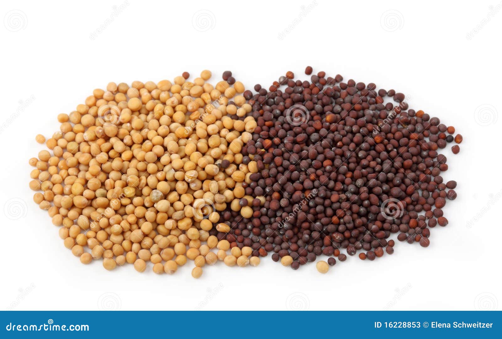 Sementes De Mostarda Amarela E Marrom Imagem de Stock - Imagem de pilha ...