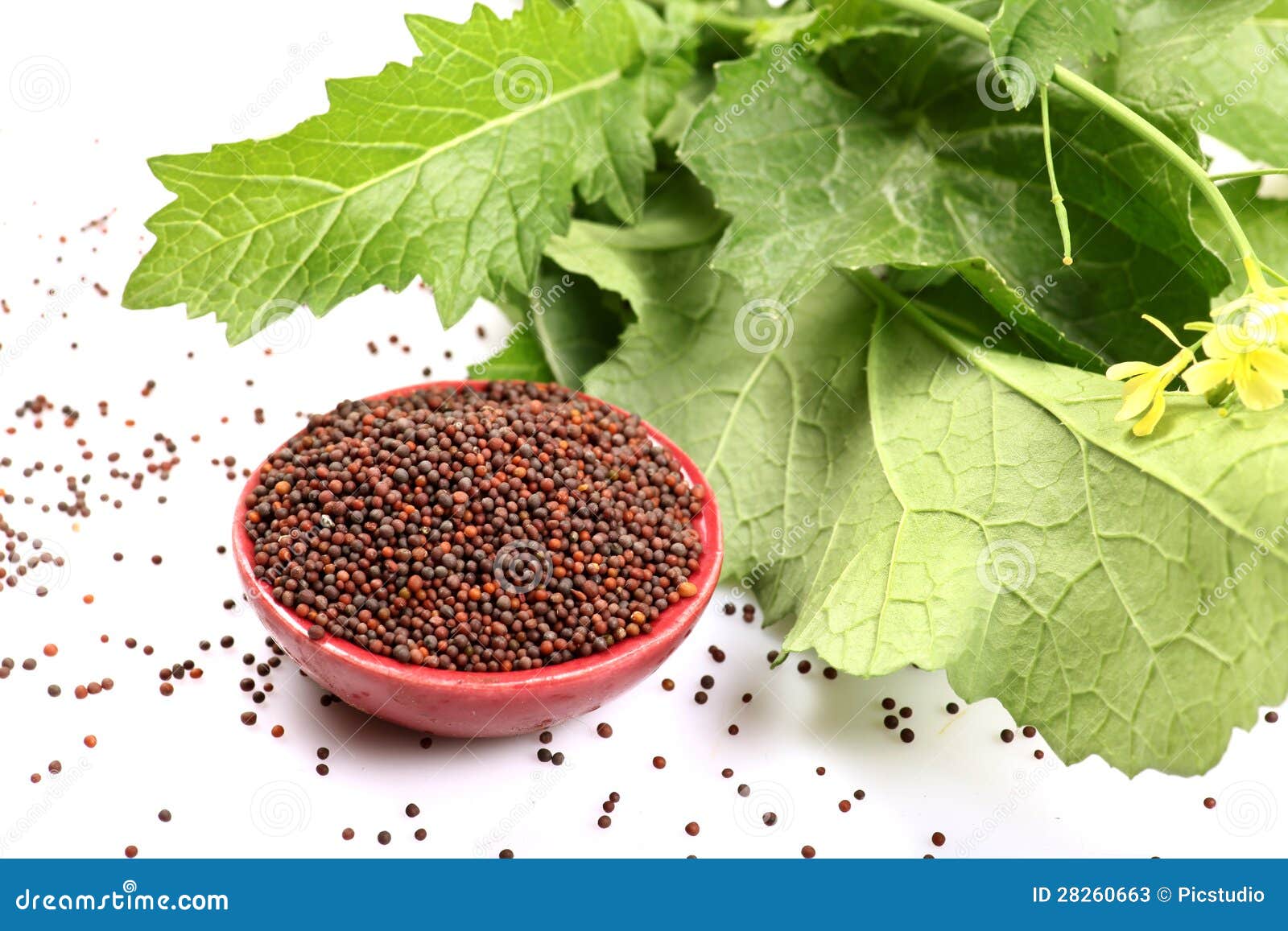 Sementes de mostarda preta imagem de stock. Imagem de naughty - 28260663