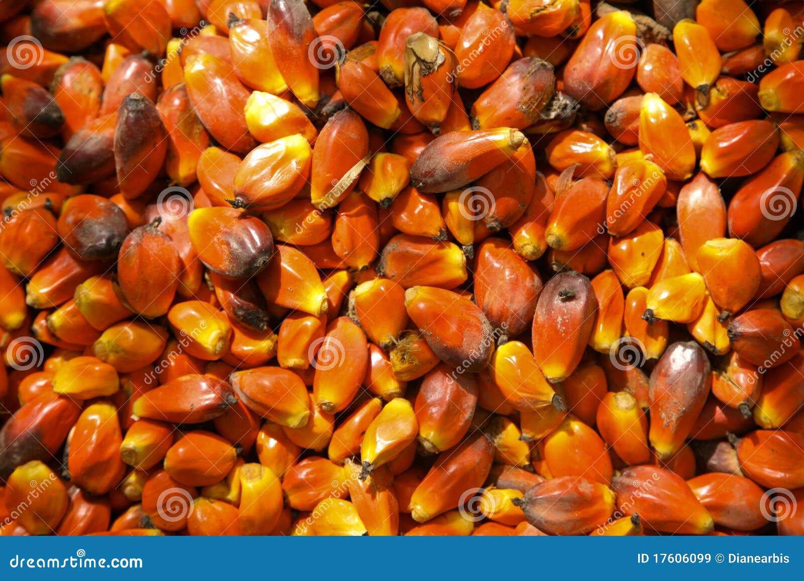 Sementes de palma imagem de stock. Imagem de agricultura - 17606099