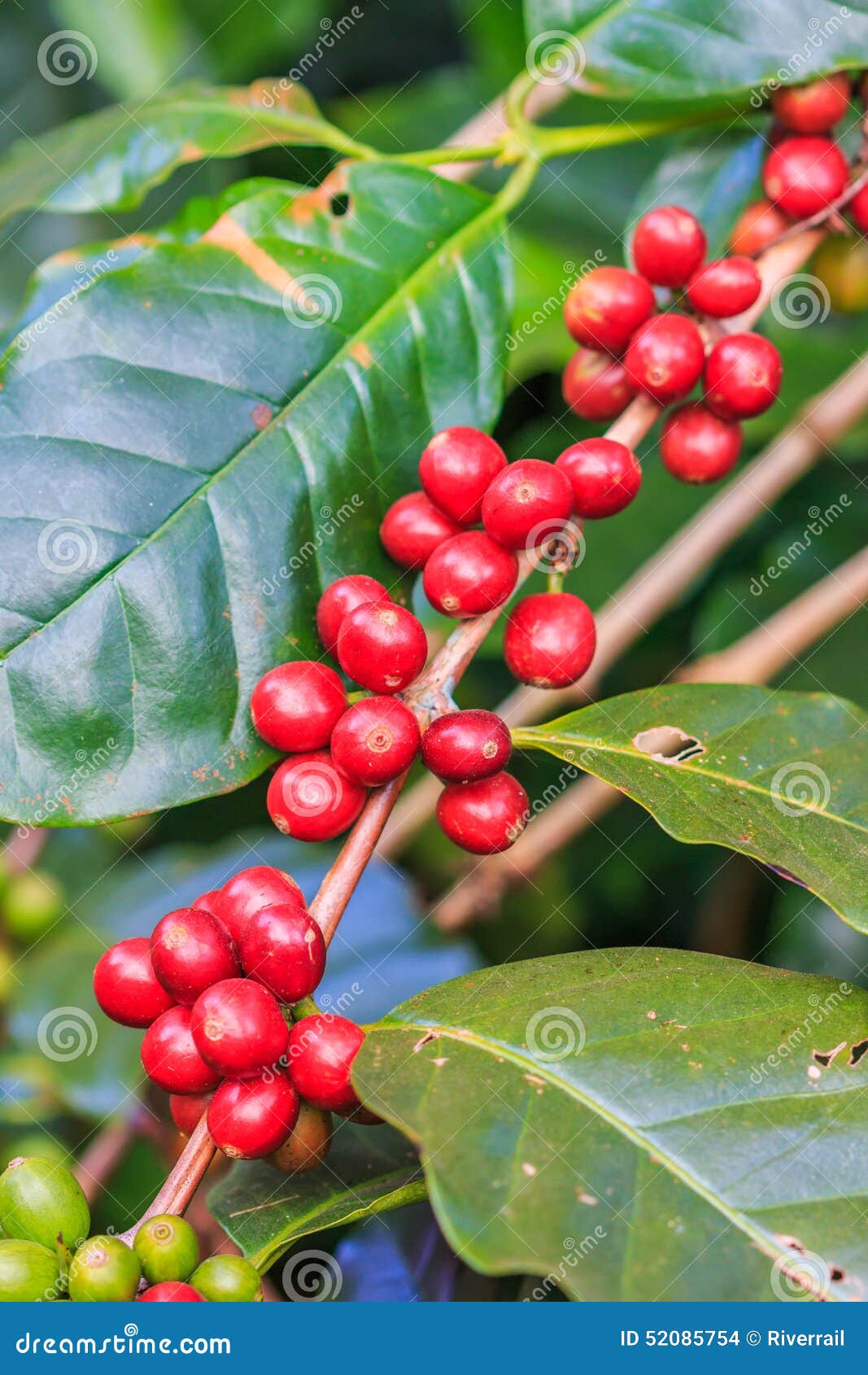 Sementes do café foto de stock. Imagem de alimento, fresco - 52085754
