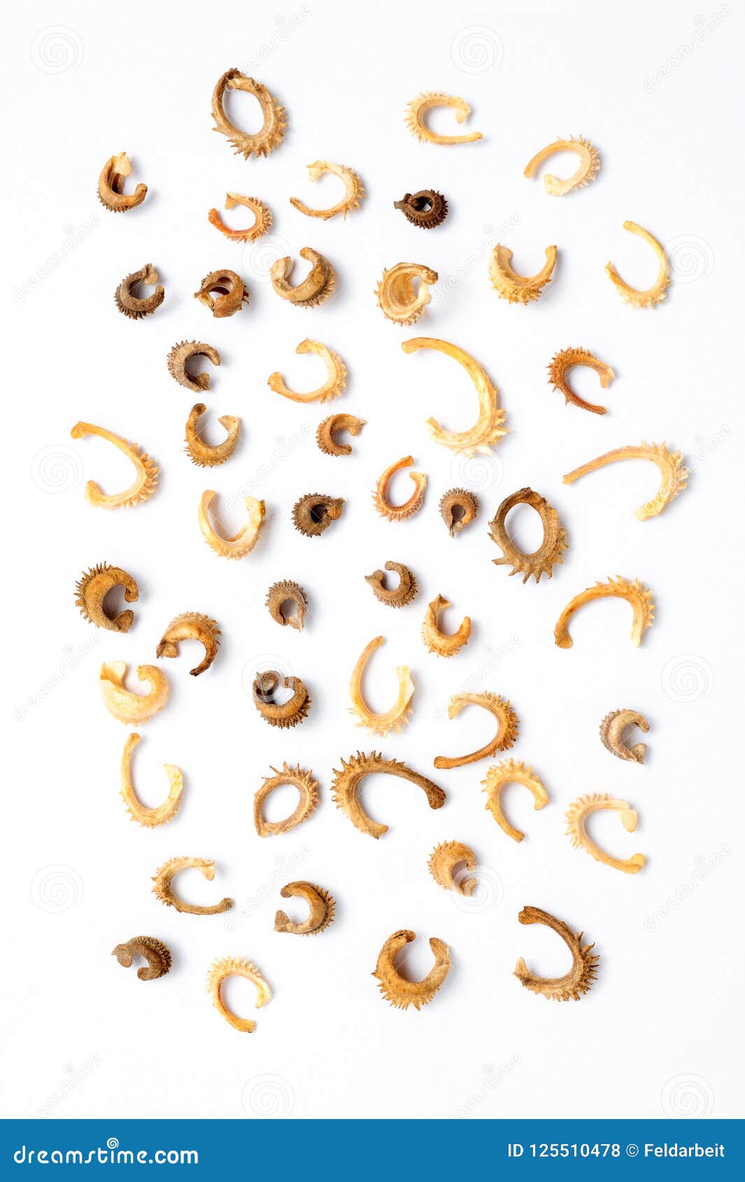 Sementes Do Cravo-de-defunto Comum, Officinalis Do Calendula Foto de ...