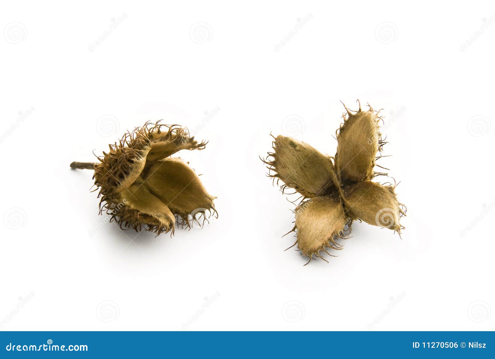 Sementes do fruto da faia foto de stock. Imagem de processo - 11270506