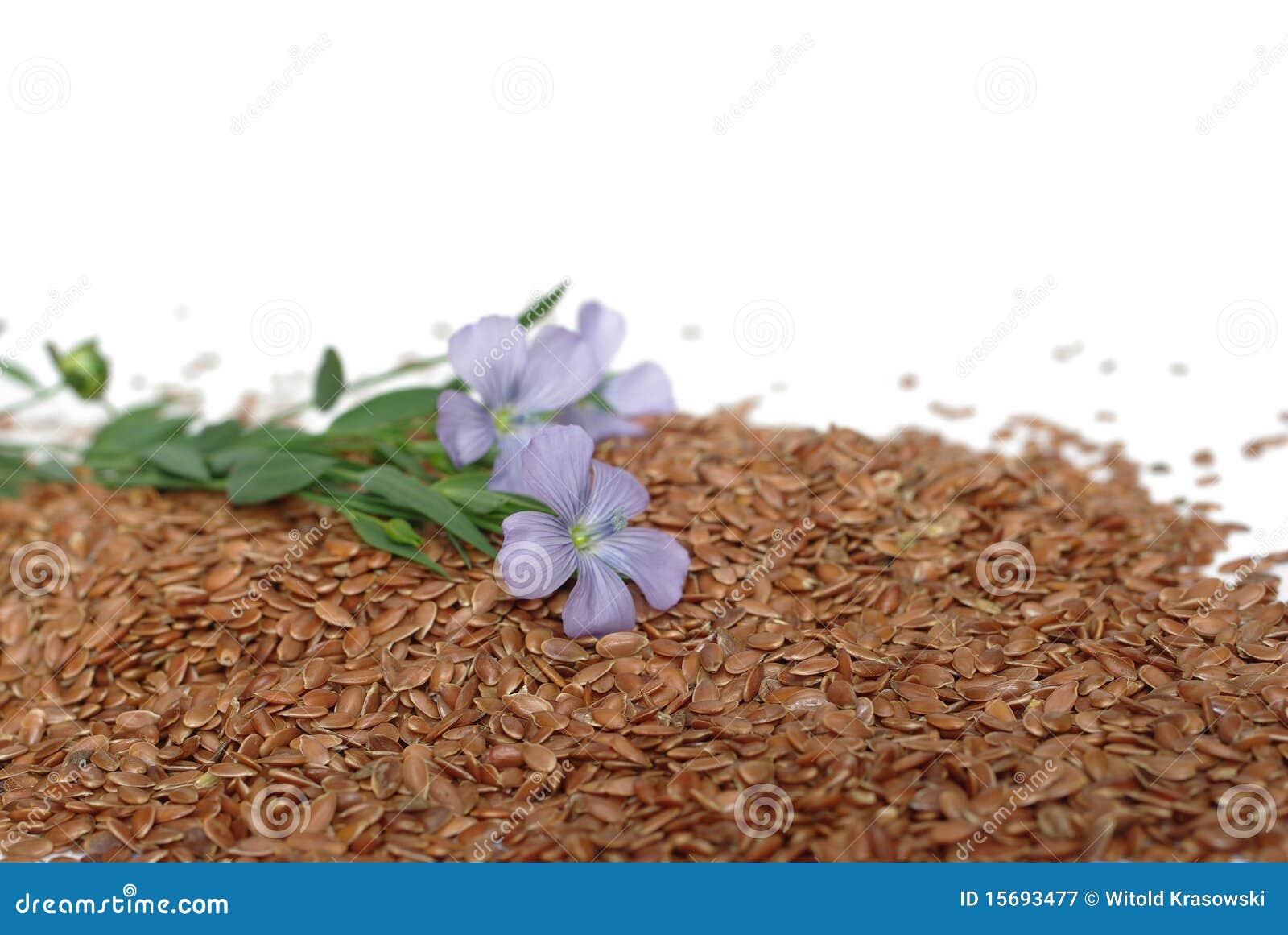 Sementes do linho imagem de stock. Imagem de flor, marrom - 15693477
