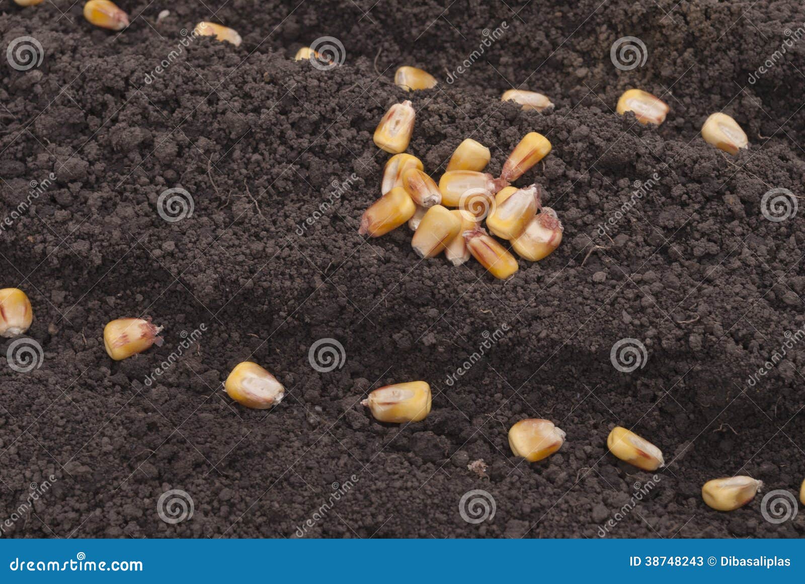Sementes Do Milho Plantadas Imagem de Stock - Imagem de planta, campo ...