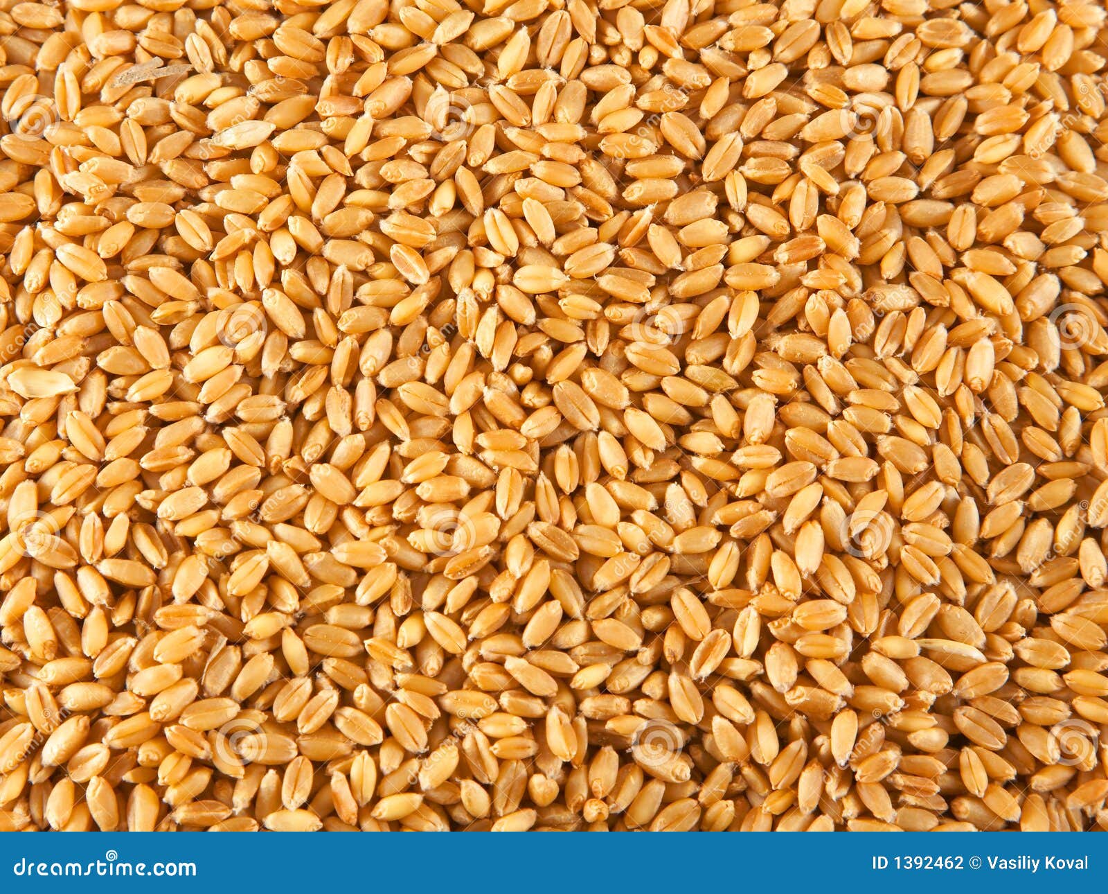 Sementes do trigo foto de stock. Imagem de planta, sementes - 1392462