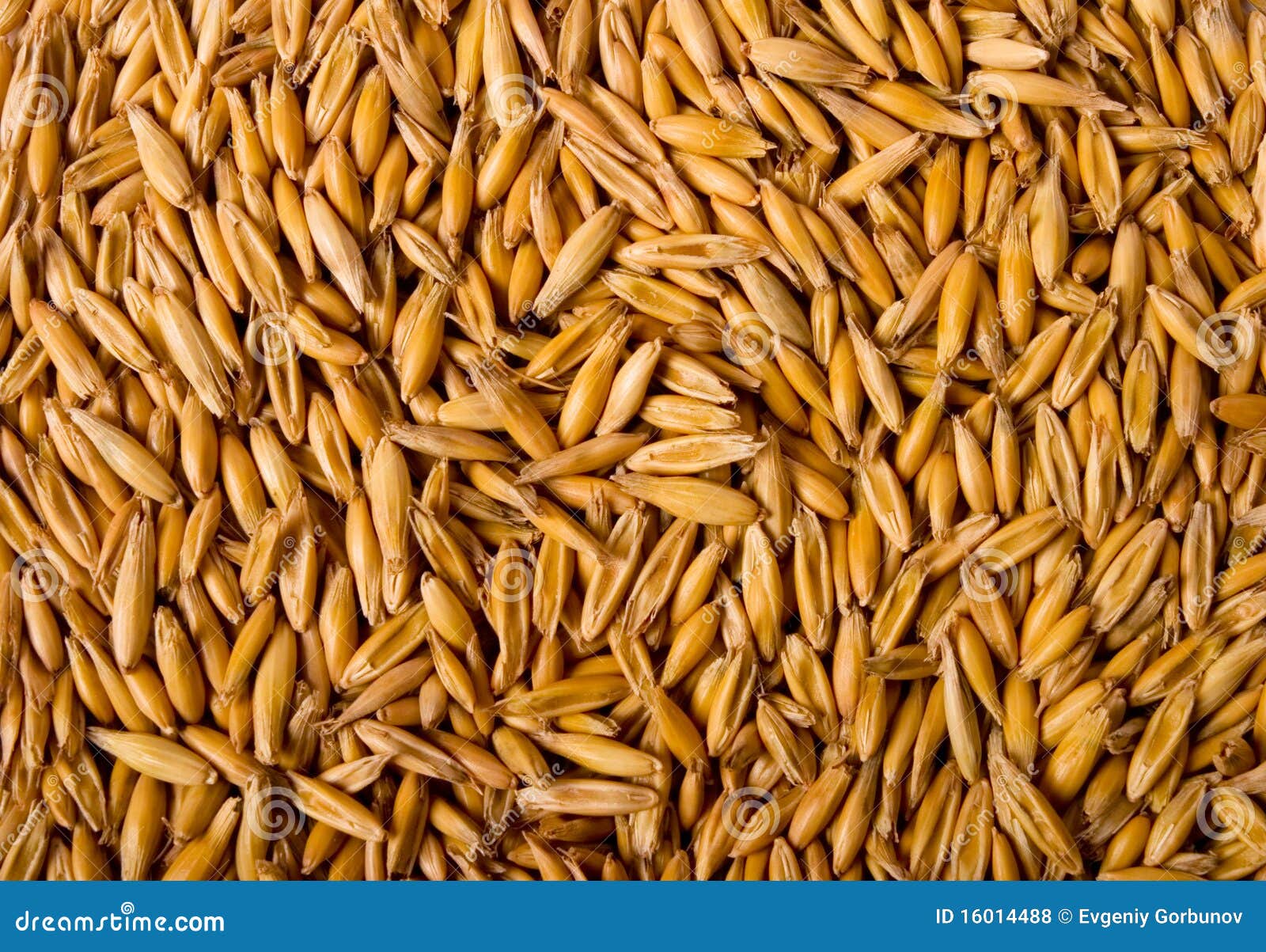 Sementes do trigo foto de stock. Imagem de fundo, planta - 16014488
