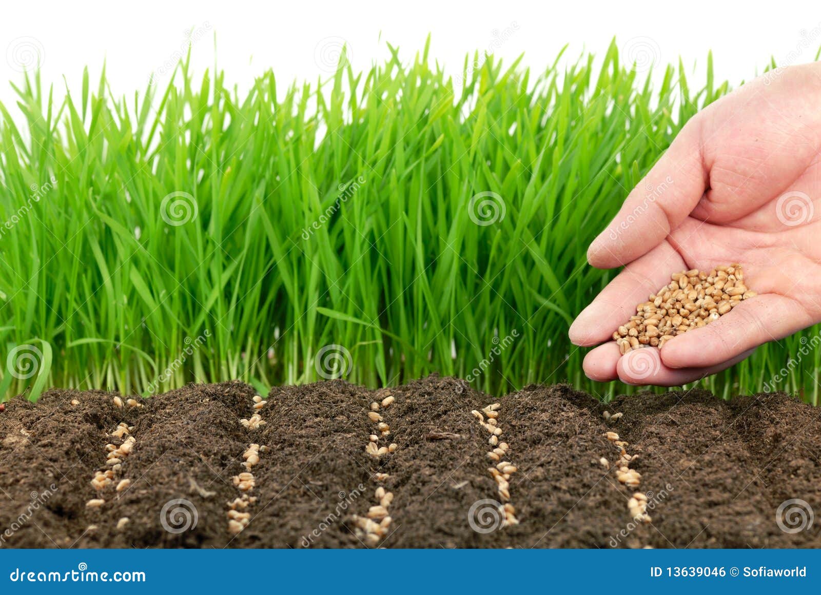 Sementes Do Trigo E Sua Planta Foto de Stock - Imagem de frescor, terra ...