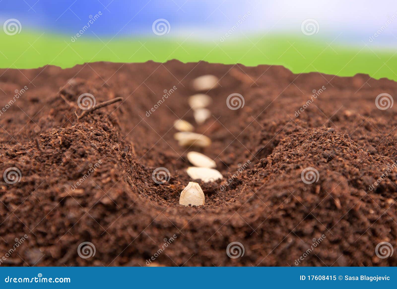 Sementes Plantadas Na Terra Imagem de Stock - Imagem de cultivar ...