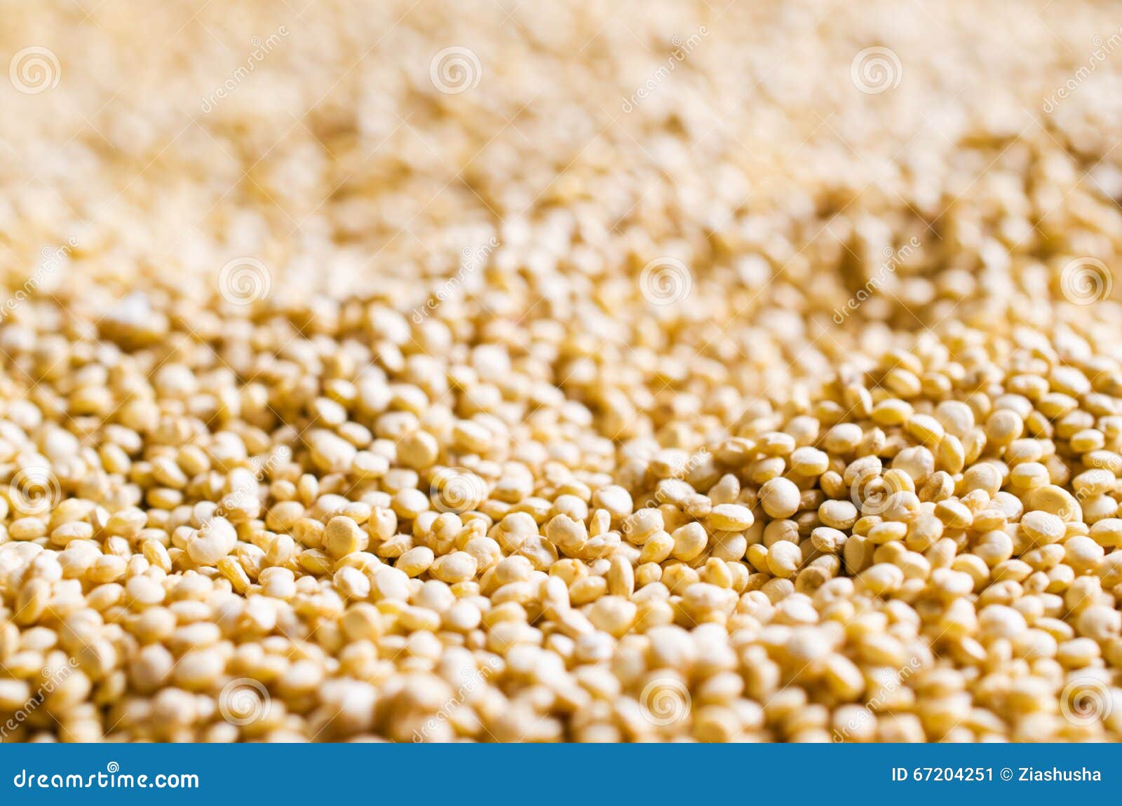 Sementes secas do Quinoa imagem de stock. Imagem de biografia - 67204251