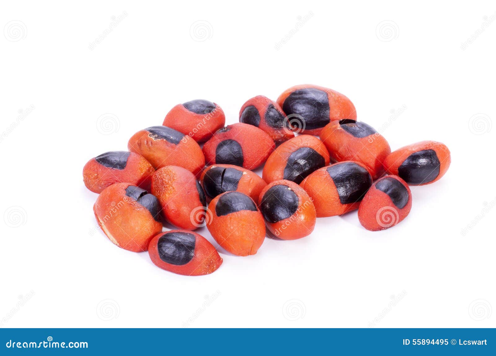 Sementes Vermelhas E Pretas Brilhantes De Natal Mahogany Tree Imagem de ...