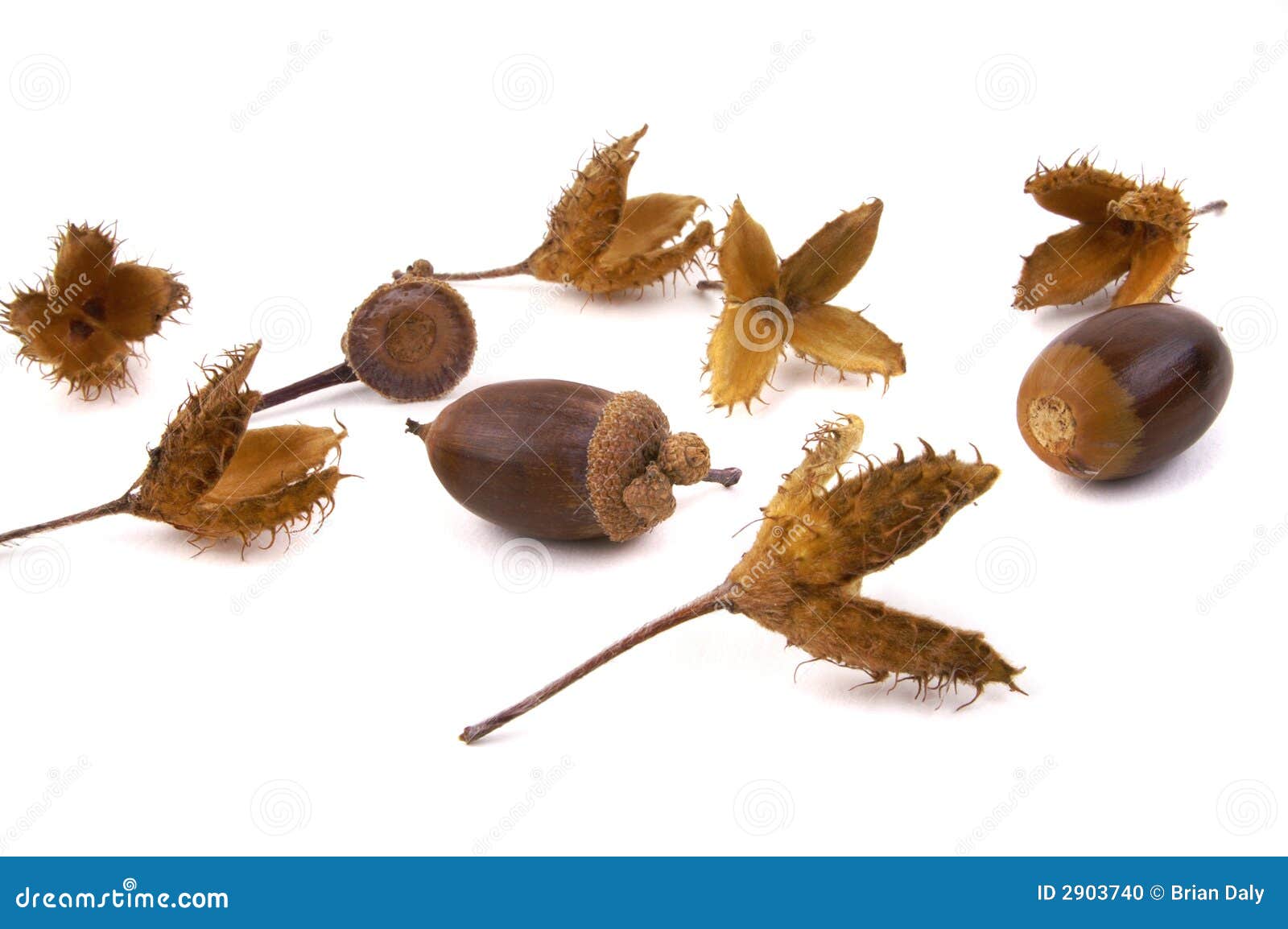 Semi 2 Della Ghianda E Del Faggio Fotografia Stock - Immagine di bianco ...