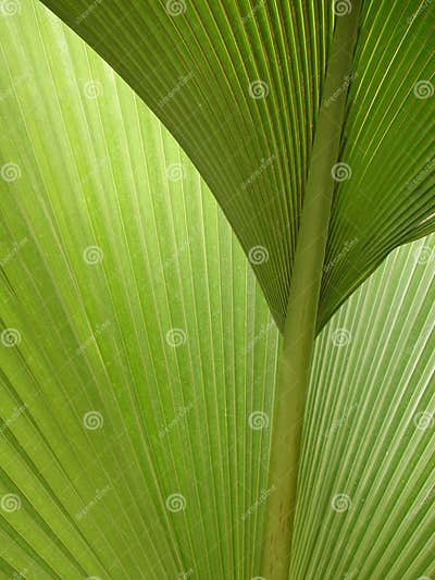 Semi-abstract Green Palm Fronds Stock Image - Image of radial, ribbed ...