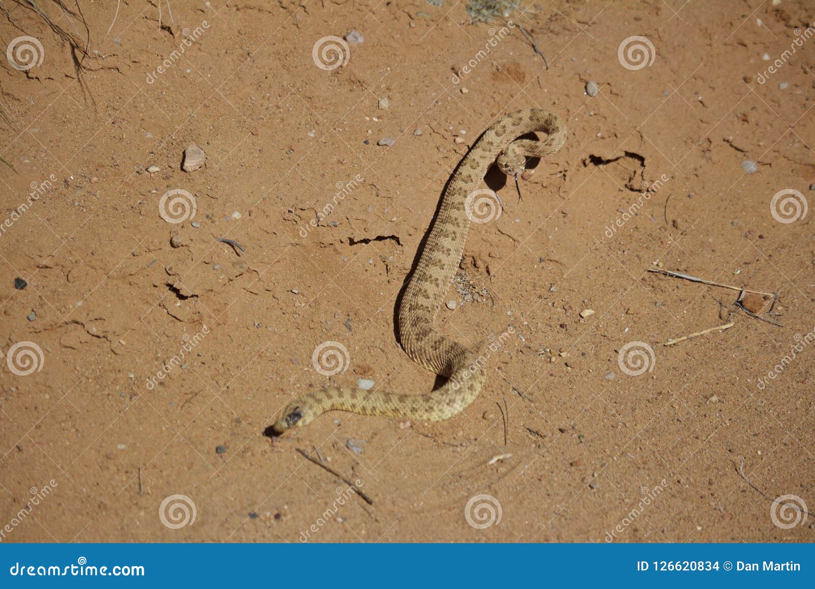 Semi Coiled Rattle Snake Alert On Sand Royalty-Free Stock Image ...