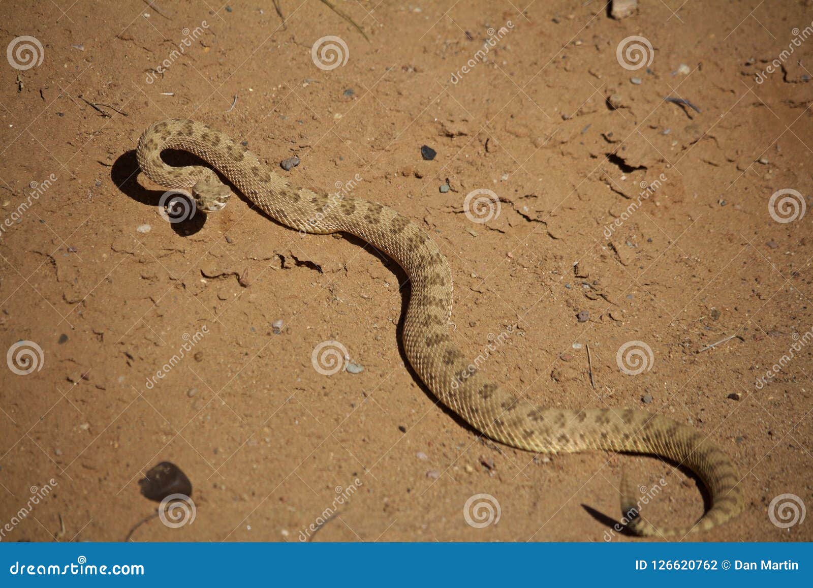 Semi Coiled Rattle Snake Alert On Sand Royalty-Free Stock Image ...